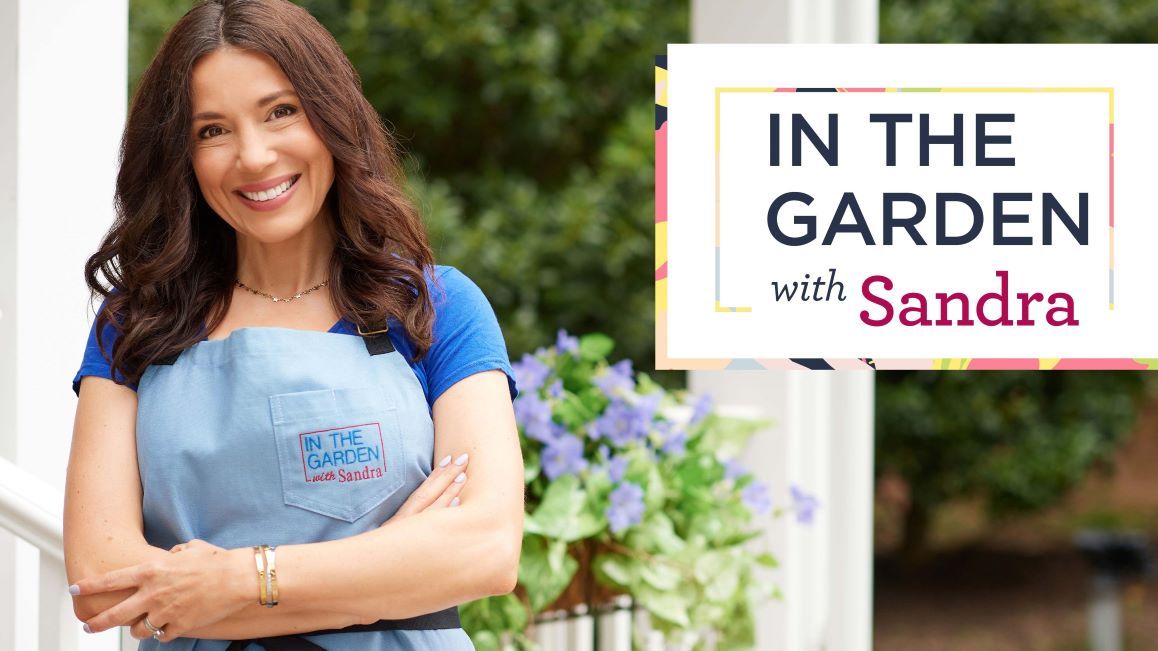 QVC+ and HSN+ | Stream for Free & Shop Live